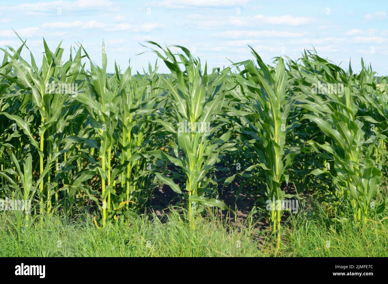 Corn field view Stock Photo - Alamy
