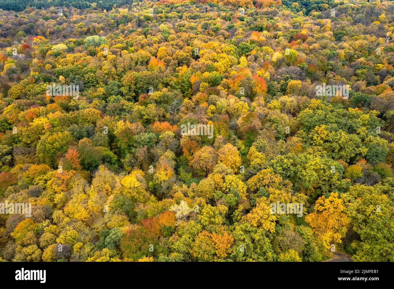 Beautiful aerial view of autumn forest Stock Photo - Alamy