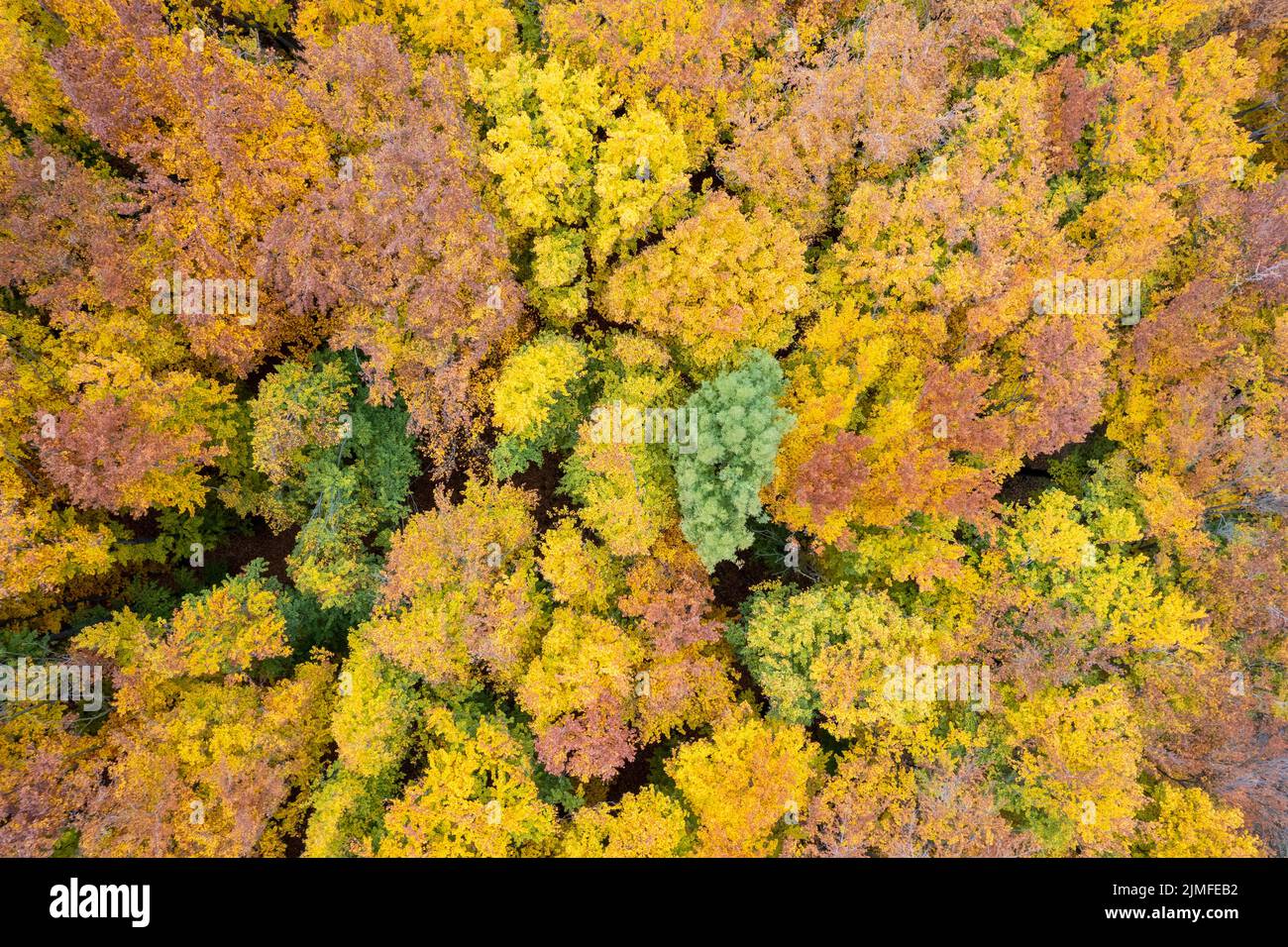 Orange grove aerial hi-res stock photography and images - Alamy