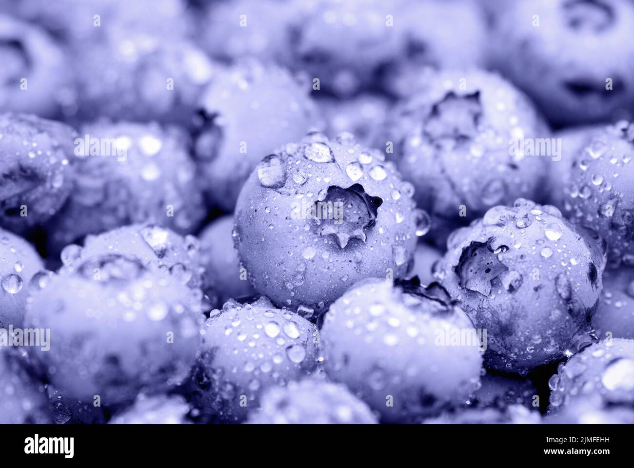Blueberry fruit background, purple berries covered with water drops ...
