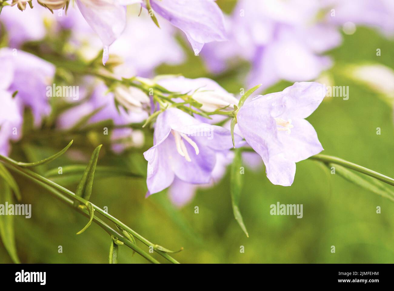 Light purple bell flowers against green grass background, copy space ...