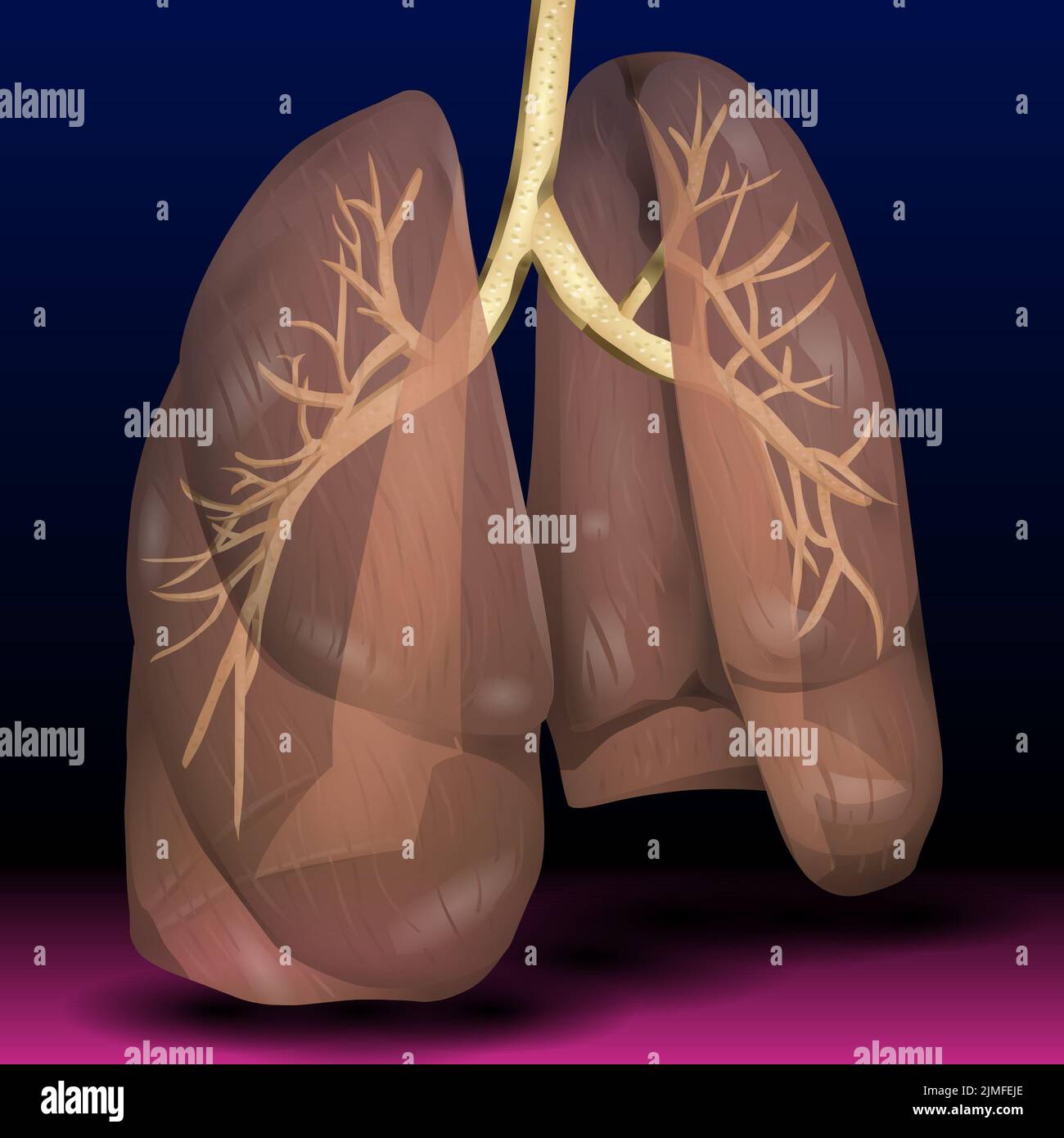 Healthy lungs hi-res stock photography and images - Alamy