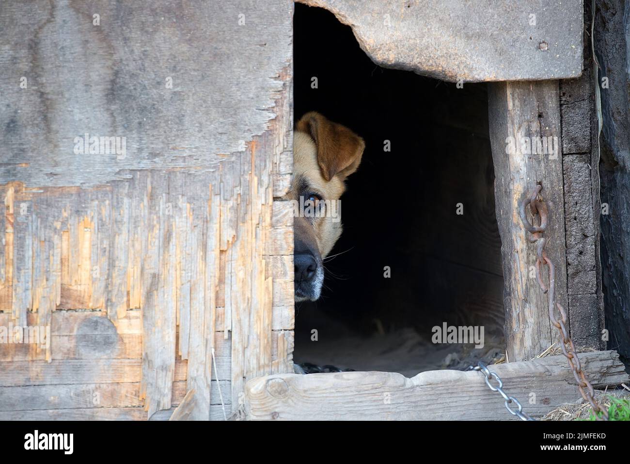 Dog on a chain in a dog house Stock Photo - Alamy