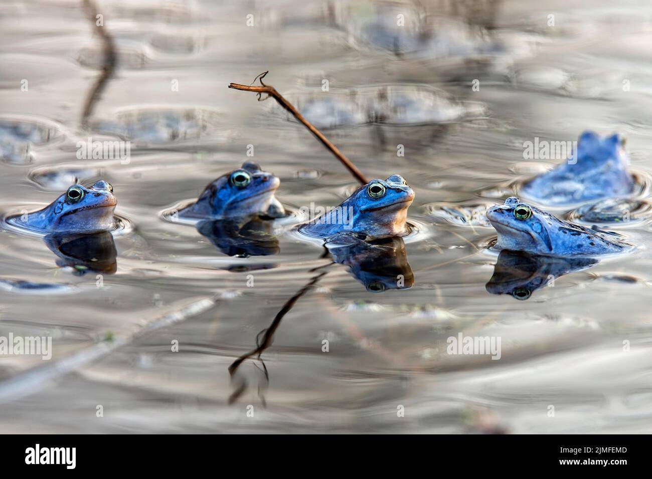 Moor frogs in the wild in the lake Stock Photo - Alamy