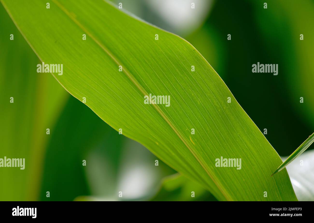 Maize leaf hi-res stock photography and images - Alamy