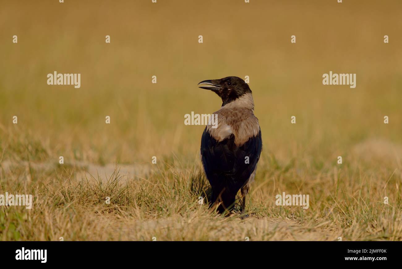 Close up of a crow in meadow Stock Photo - Alamy