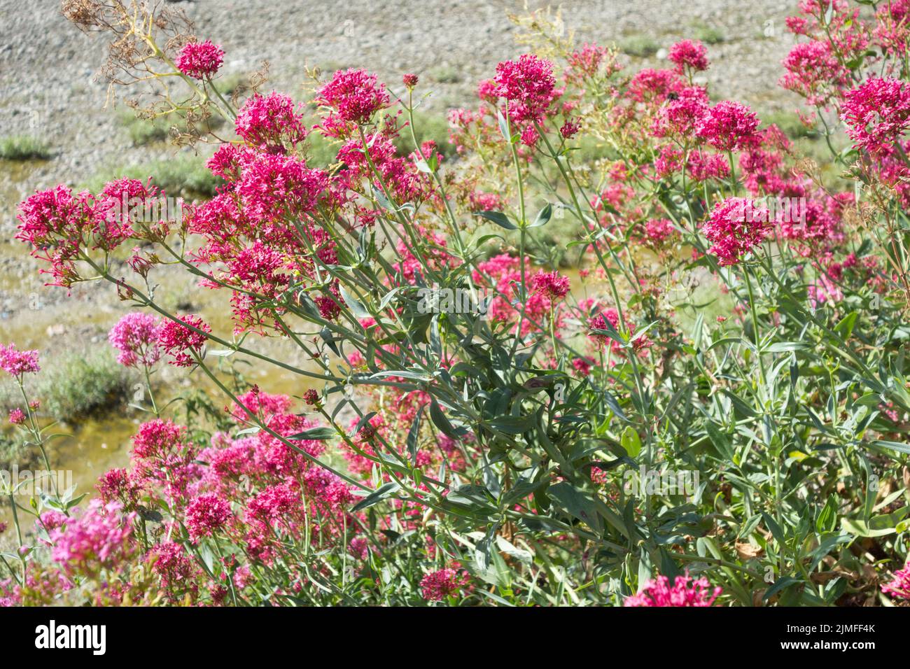 Red Valerian Plants (Centranthus ruber) on the banks of the River ...