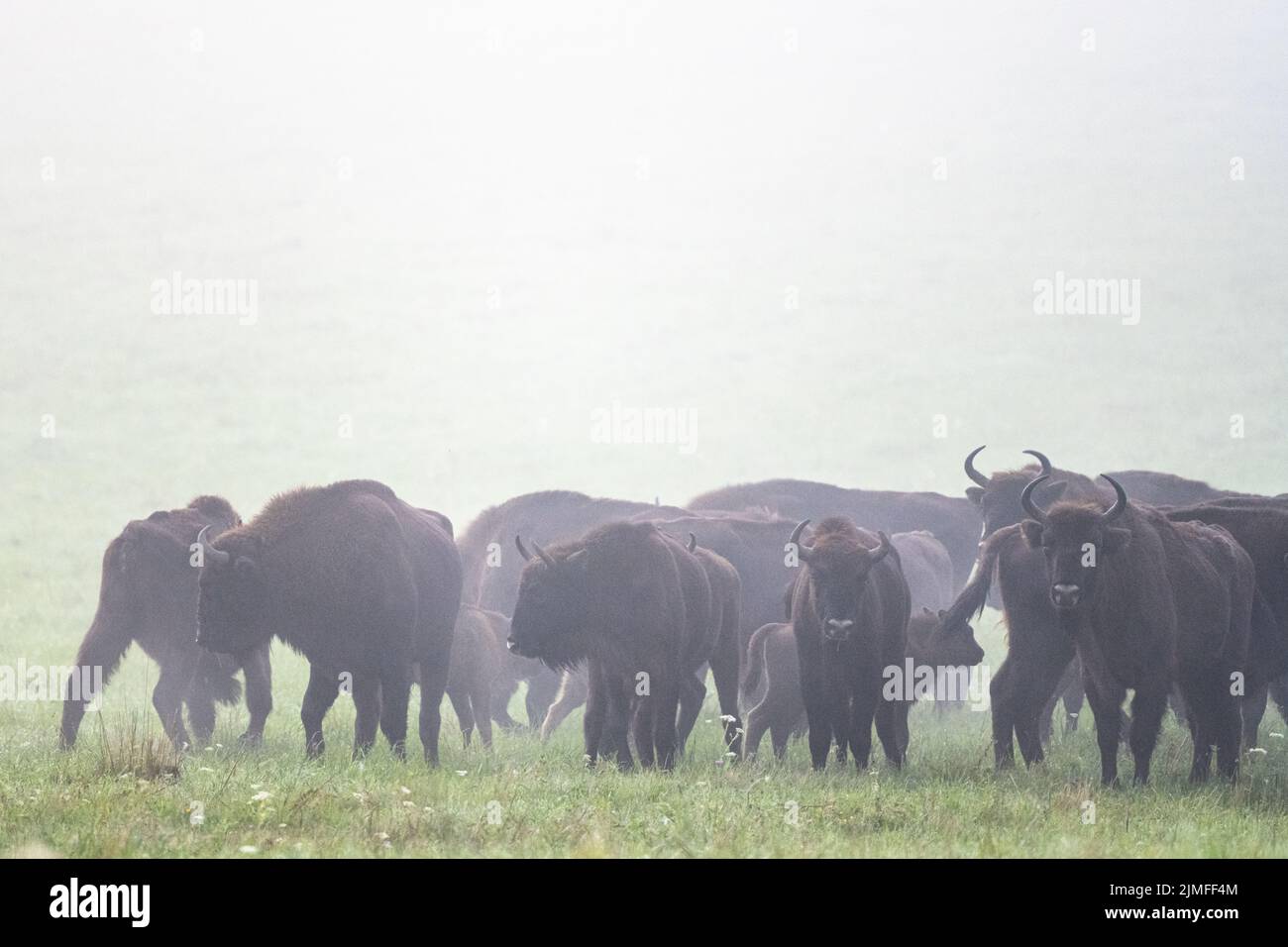 European Bison (Bison bonasus) herd in a meadow. The Bieszczady ...