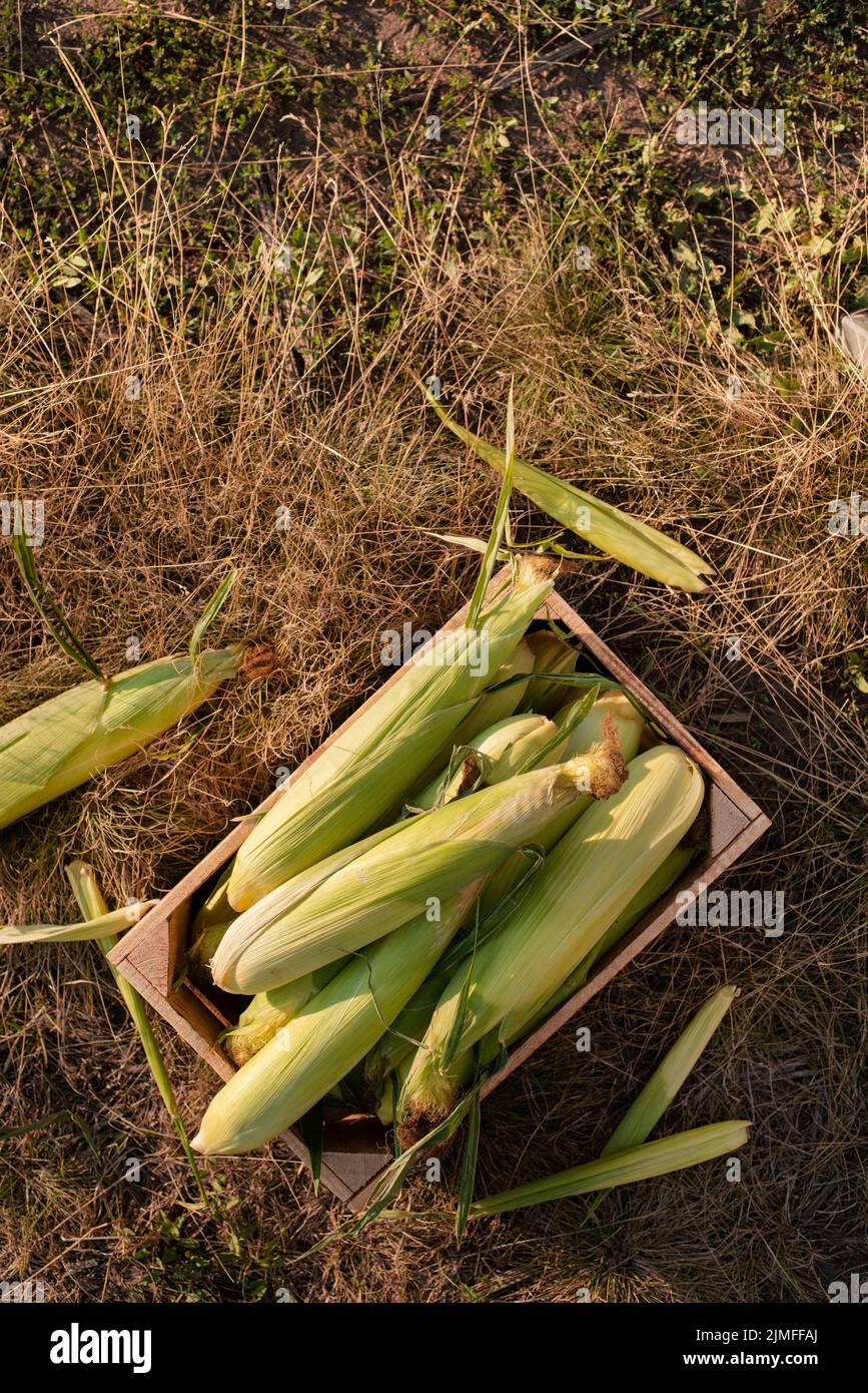 Just picked sweet corn cobs in wood plank crate flat lay view Stock ...