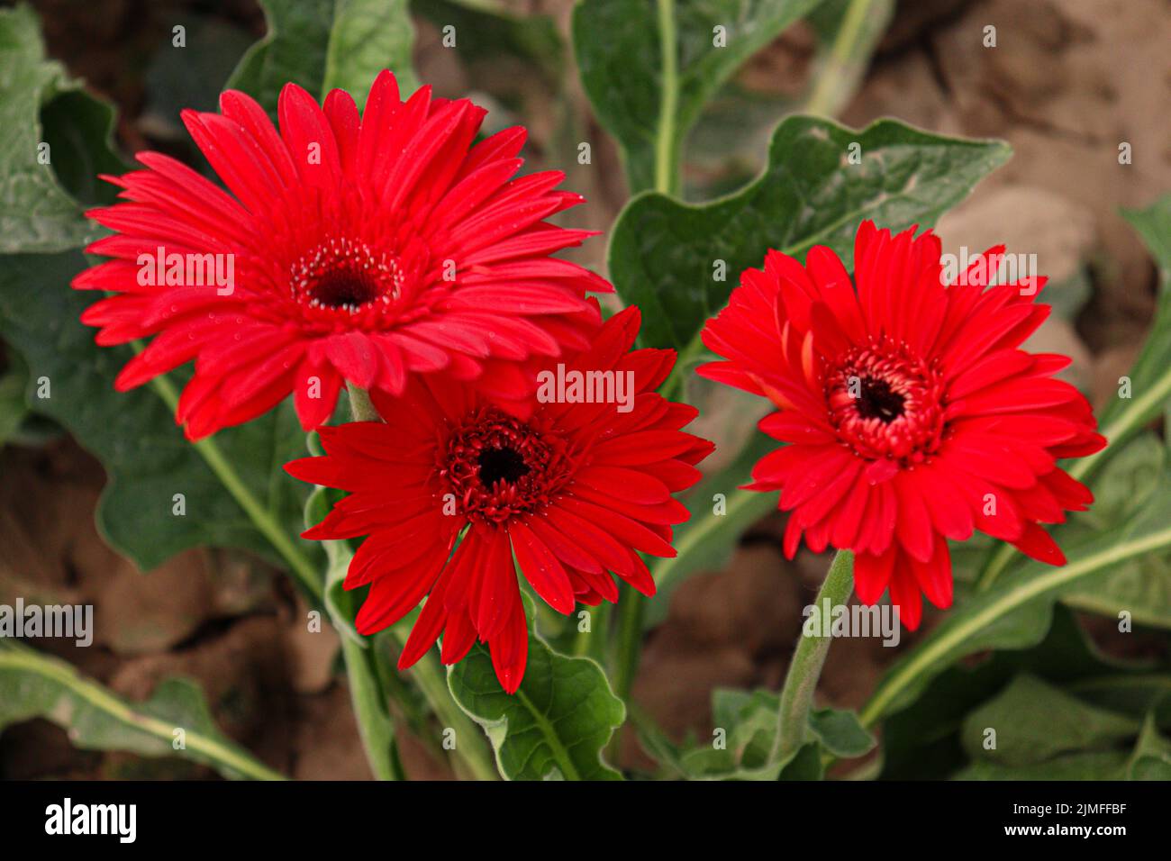 red colored gerbera flower on farm for harvest Stock Photo - Alamy