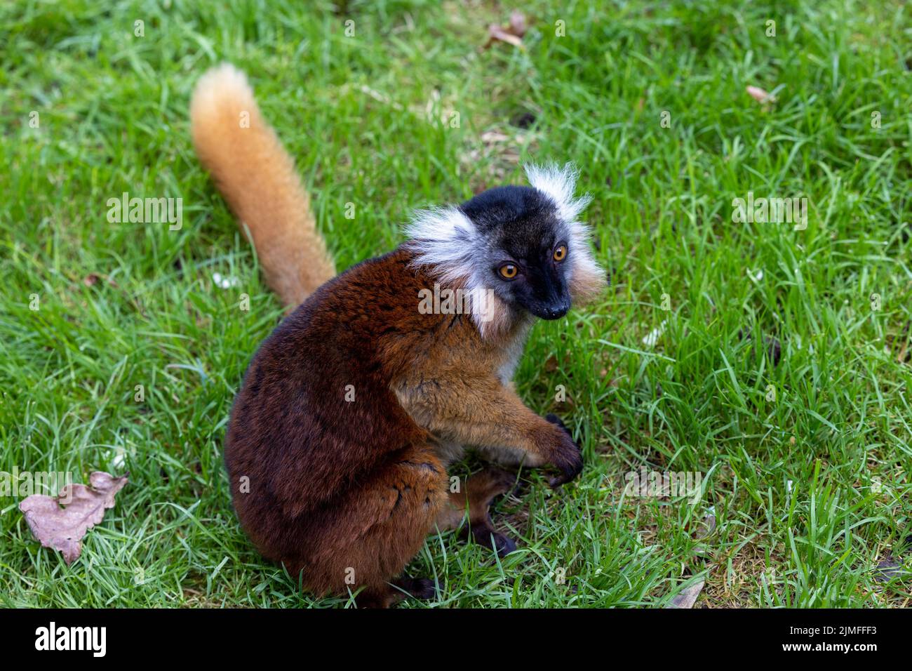 Female Black lemur, Eulemur macaco, sitting in the grass. The moor ...