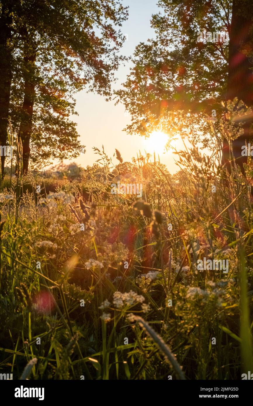 Sunrise and cows hi-res stock photography and images - Alamy