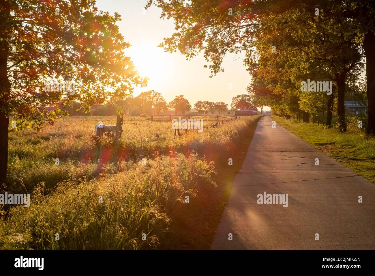 Cows on pasture in sunrise autumn light Stock Photo - Alamy