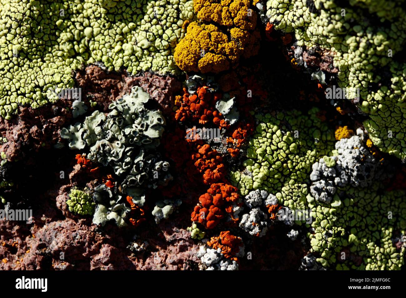 Lichen types hi-res stock photography and images - Alamy