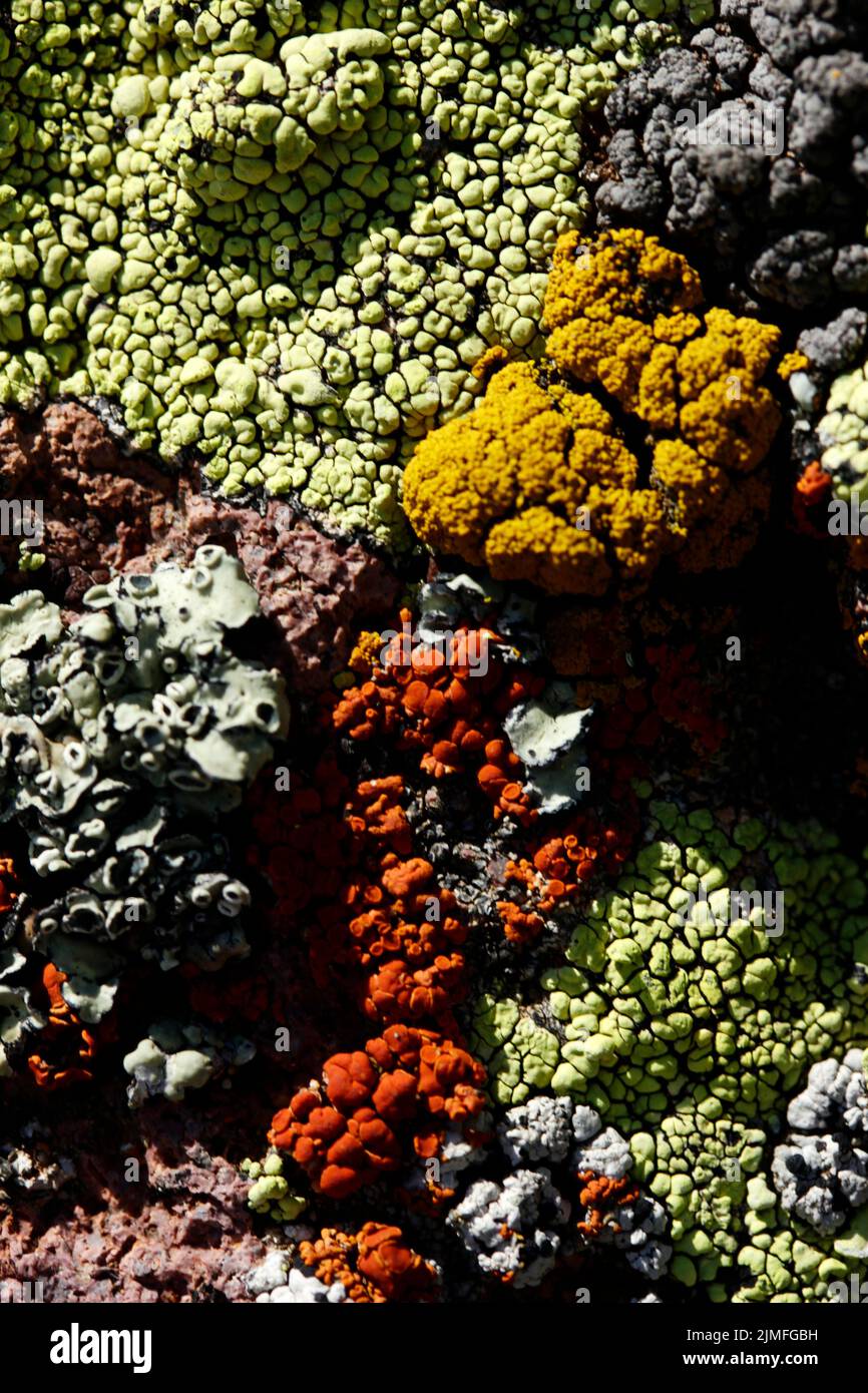 various types of lichens on a rock Stock Photo - Alamy