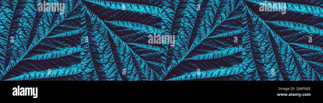 Botanical background of macro leaf texture patterns in deep dark ...