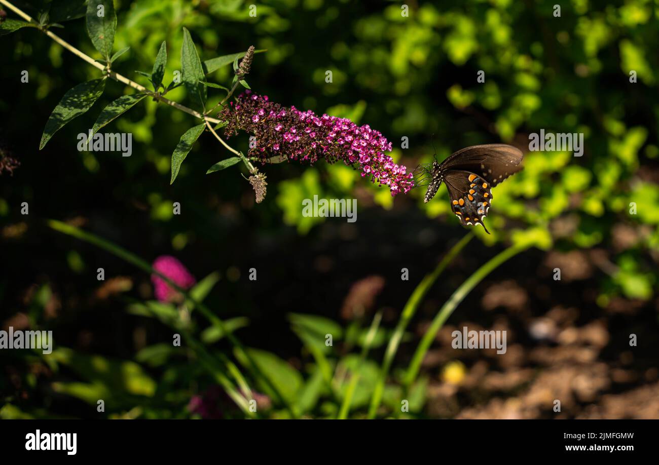 Beautiful butterfly sits on the blossoming flower in a hot summer day ...