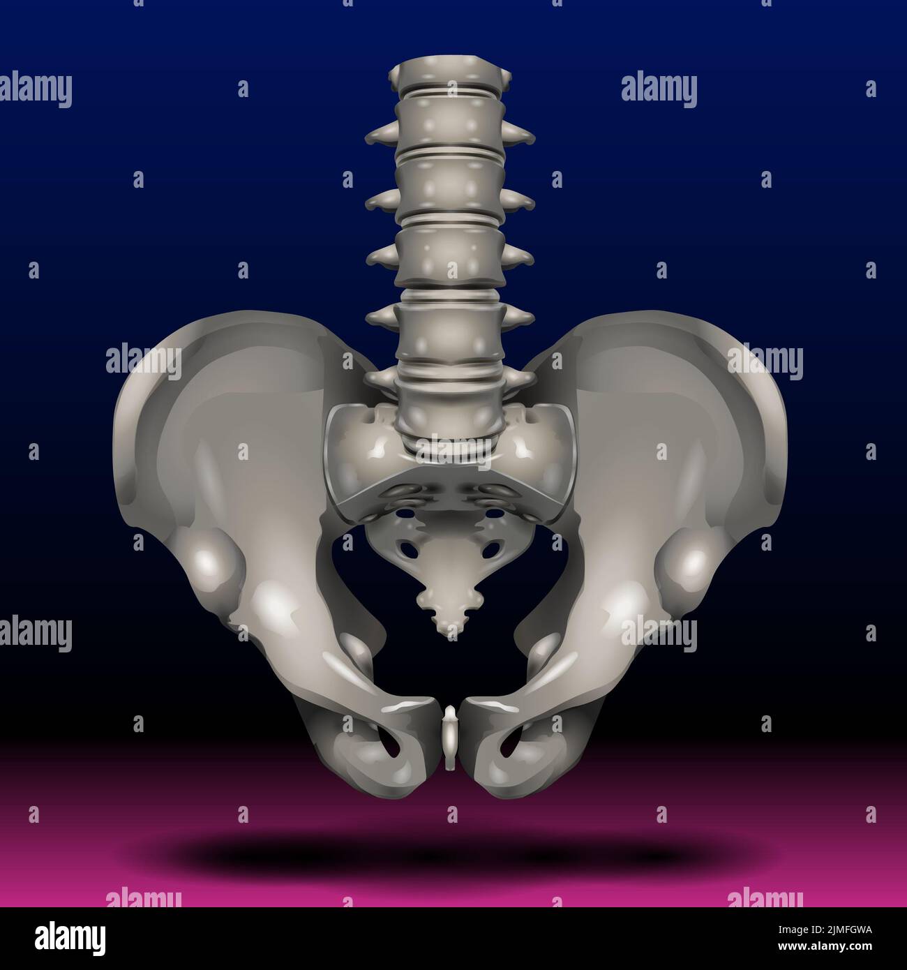 Pelvis bone structure hi-res stock photography and images - Alamy