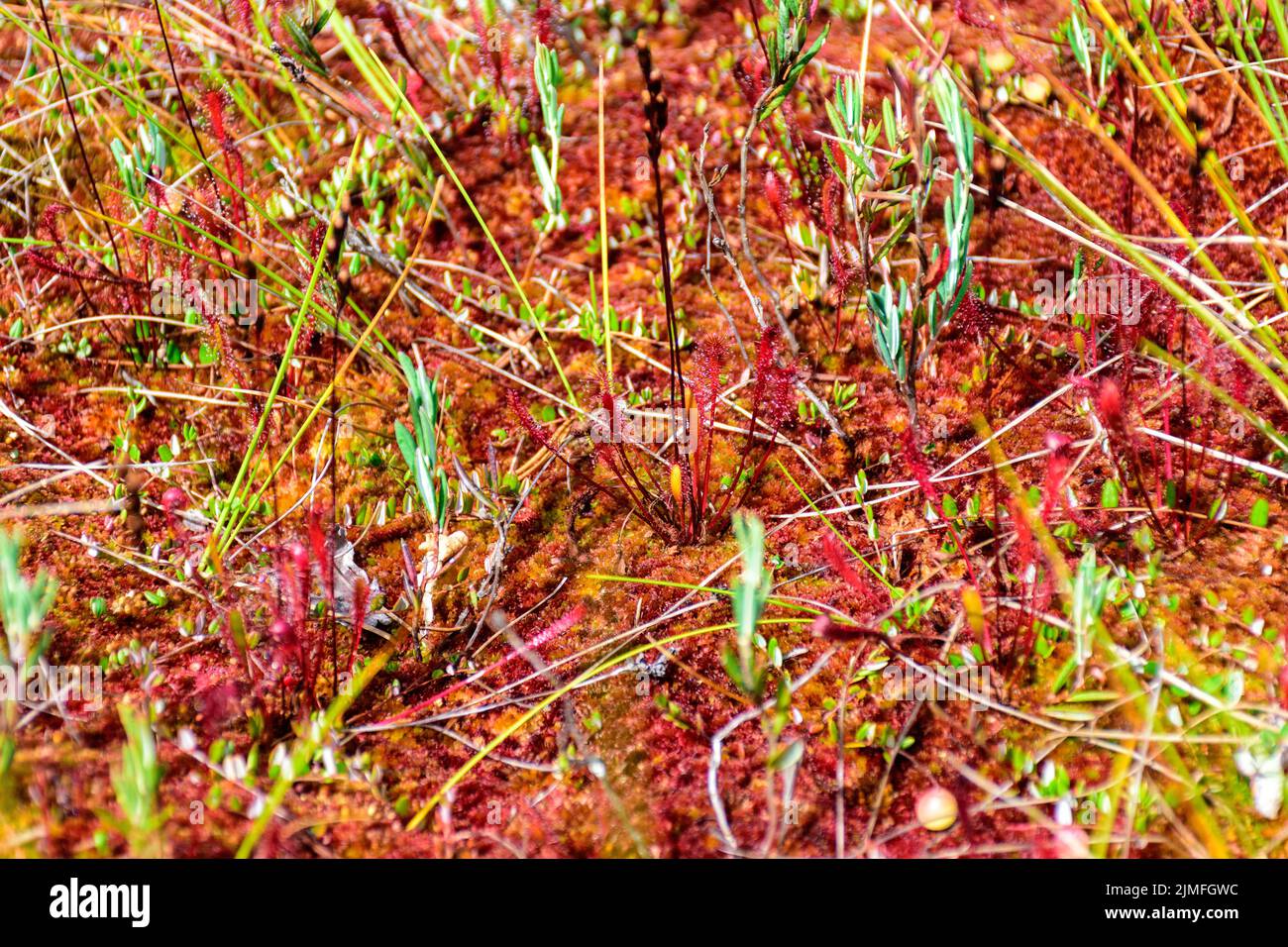 marsh vegetation, moss, grass, various marsh plants, close-up view ...