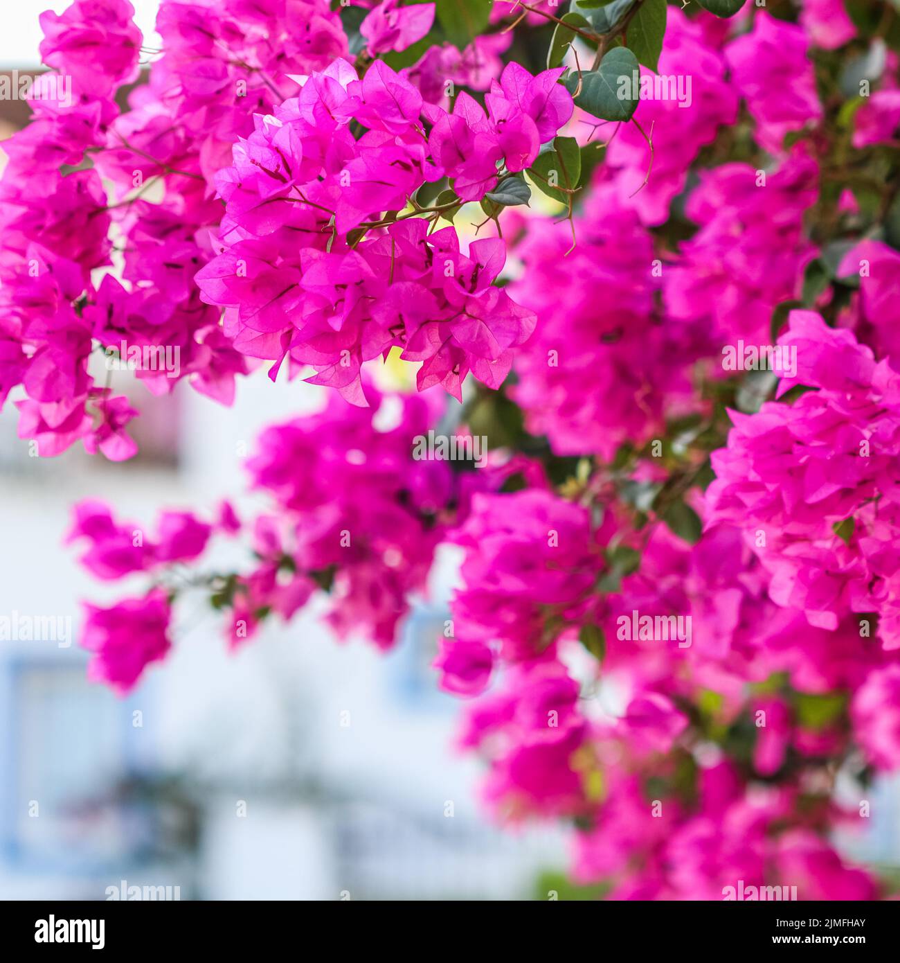 Lush bloom of pink bougainvillea. Tropical flowers background Stock ...