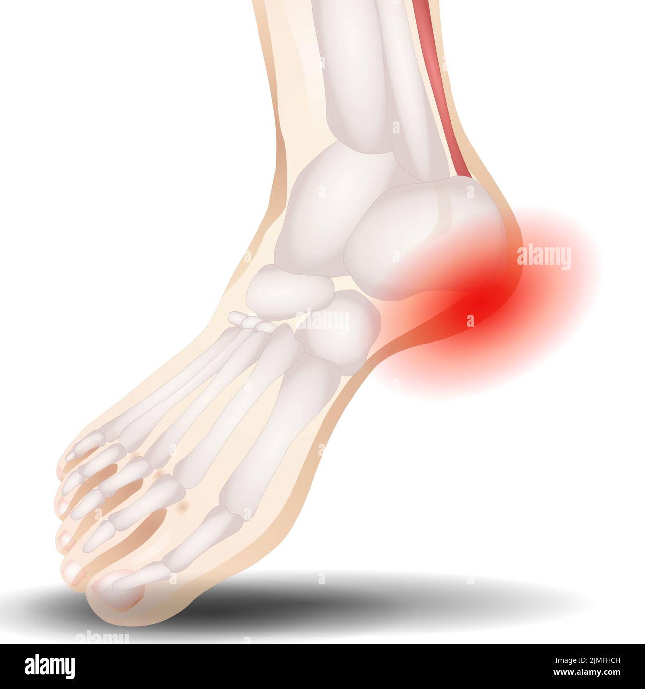 Bone anatomy labeled diagram hi-res stock photography and images - Alamy