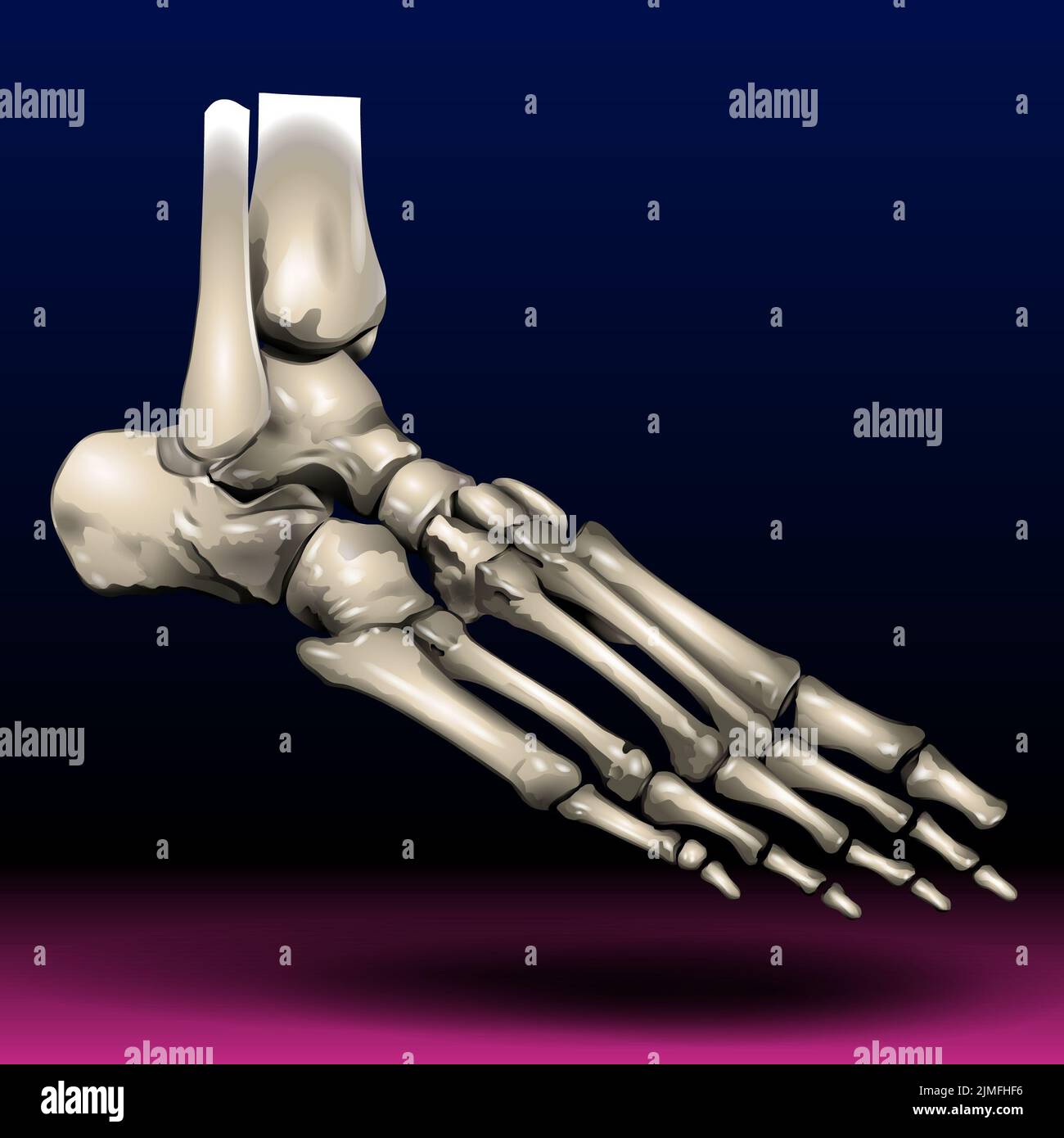Toe structure hi-res stock photography and images - Alamy