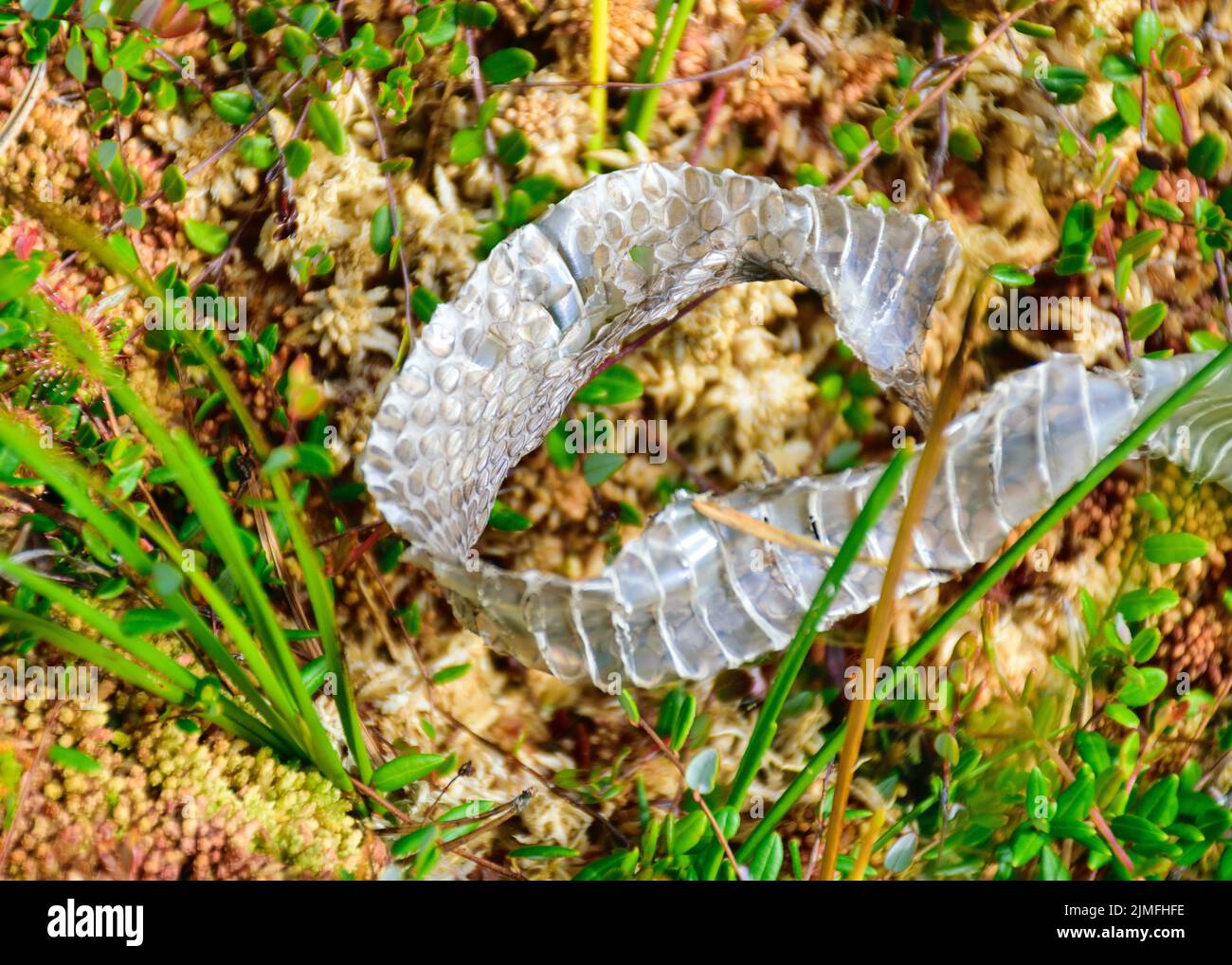 bog vegetation, moss, grass, various bog plants, old snake skin ...