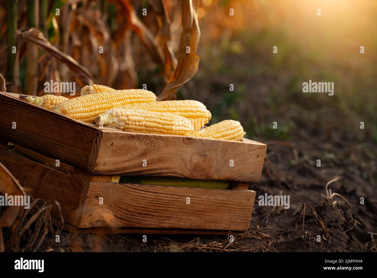 Peeled maize cobs in wooden crate at corn field sunset summer time ...