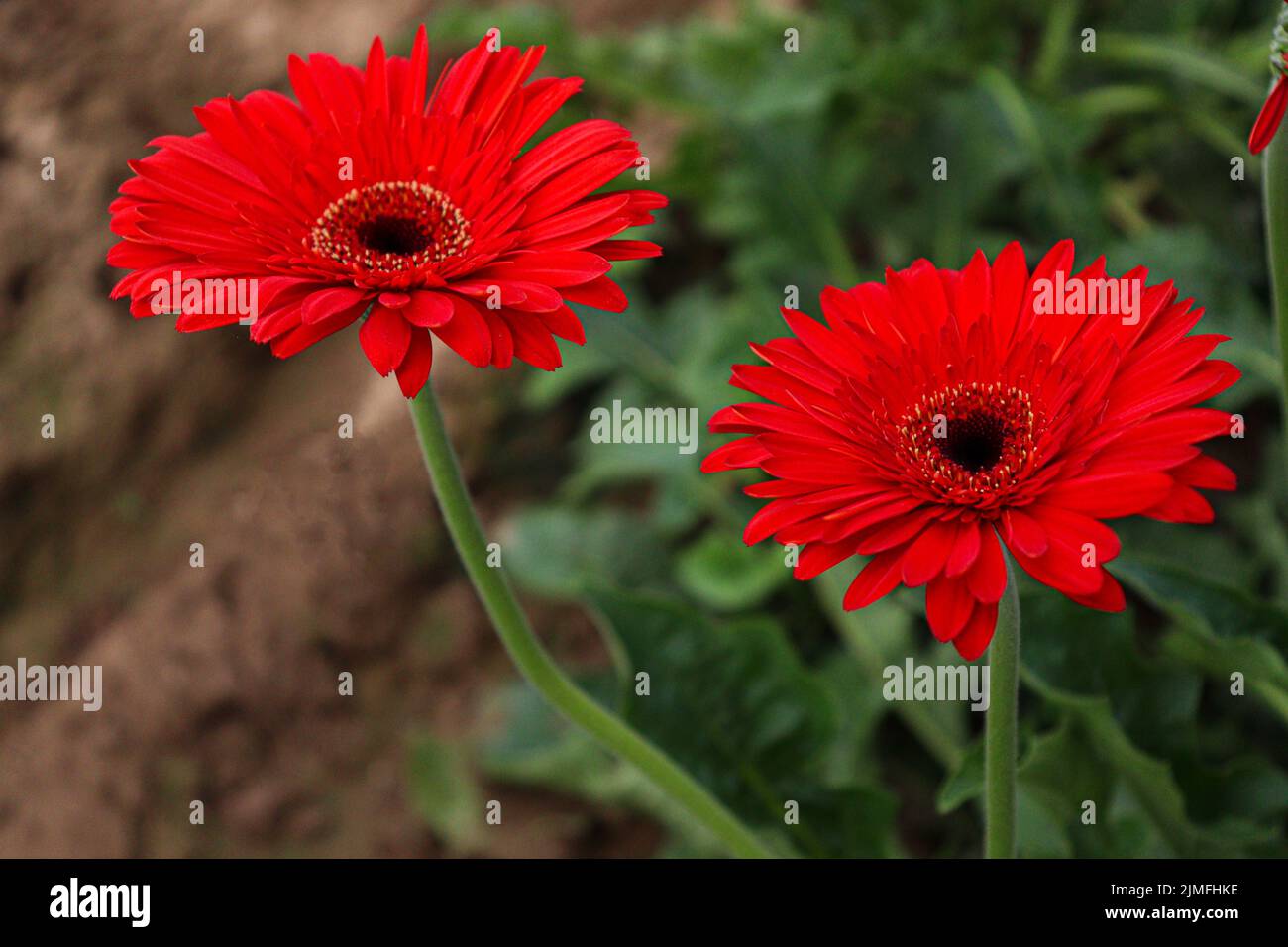 red colored gerbera flower on farm for harvest Stock Photo - Alamy