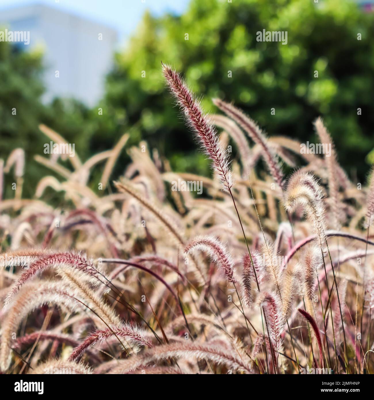 Decorative Purple Fountain Grass. Pennisetum Setaceum Rubrum. Natural ...