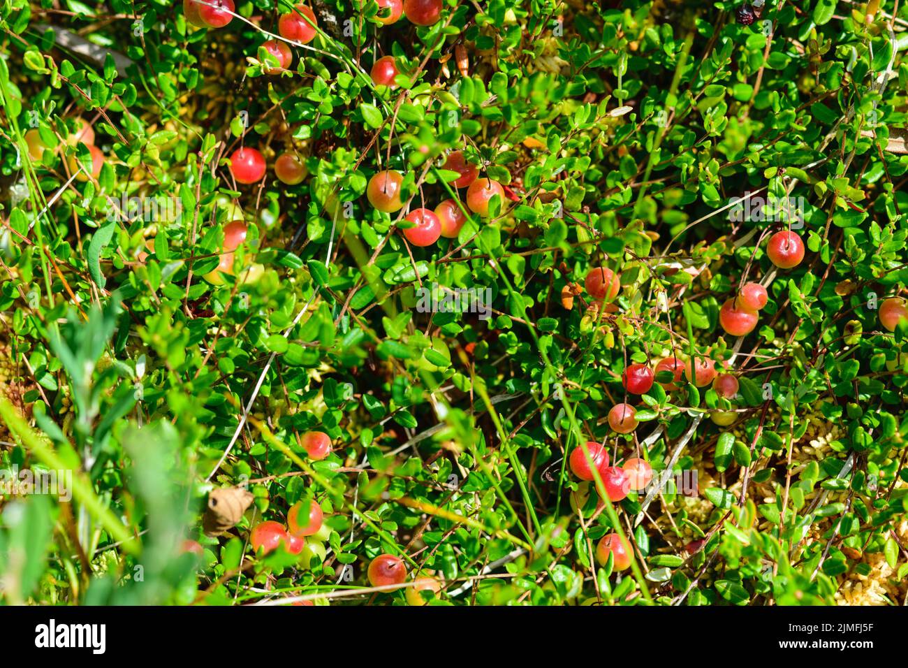 marsh vegetation, moss, grass, various marsh plants, close-up view ...