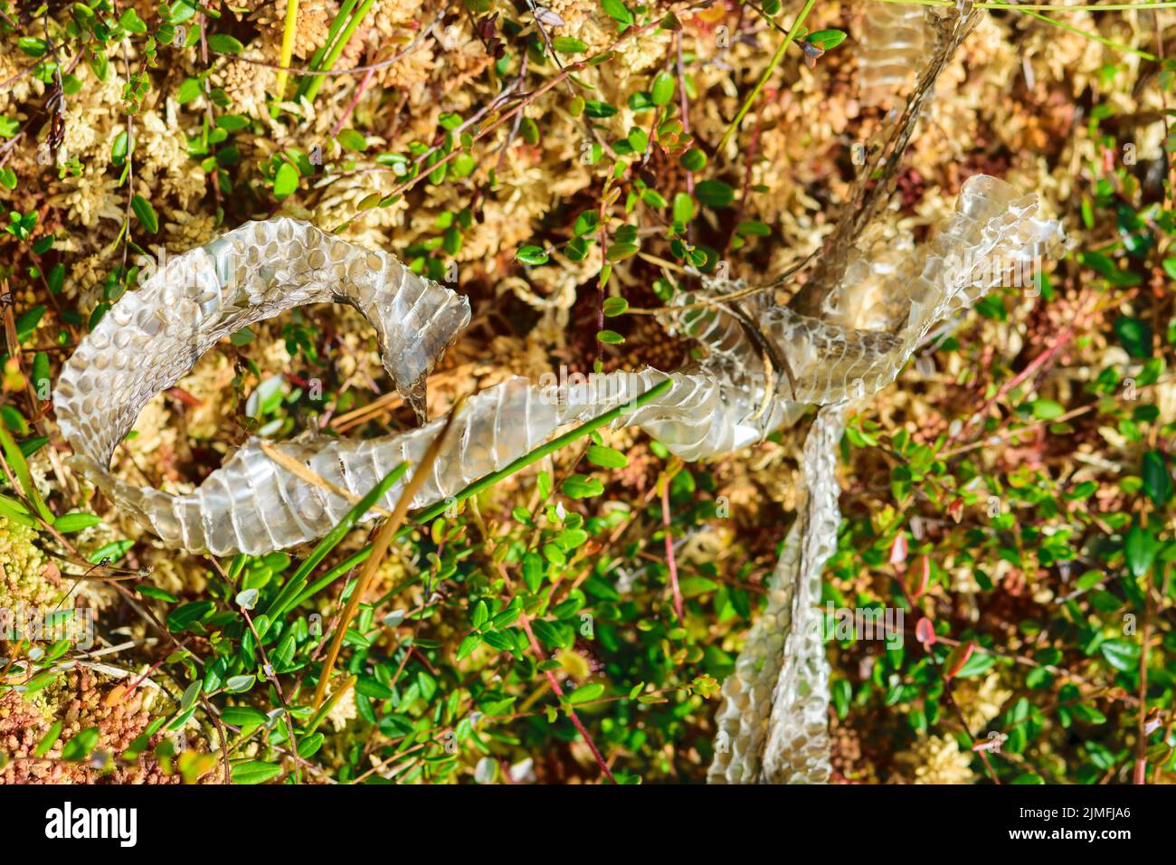 bog vegetation, moss, grass, various bog plants, old snake skin ...