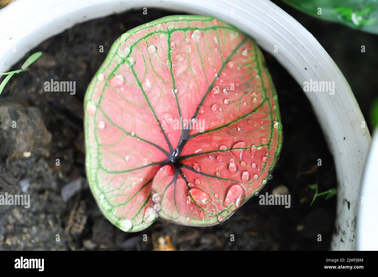 Caladium, Caladium Bicolor Vent or Caladium bicolor or caladium sp ...