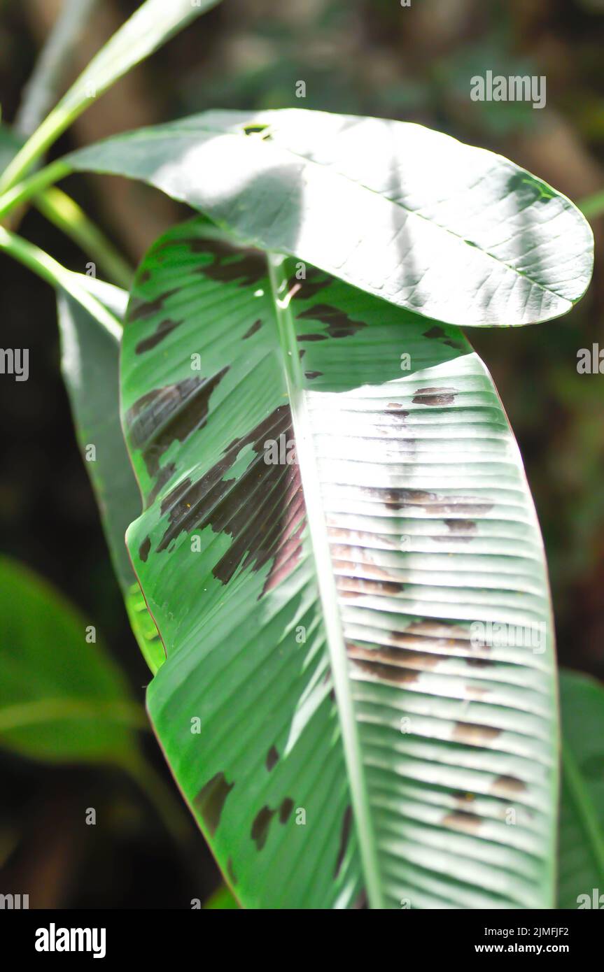banana plant, blood banana or Musa acuminata or Musa balbisiana or ...