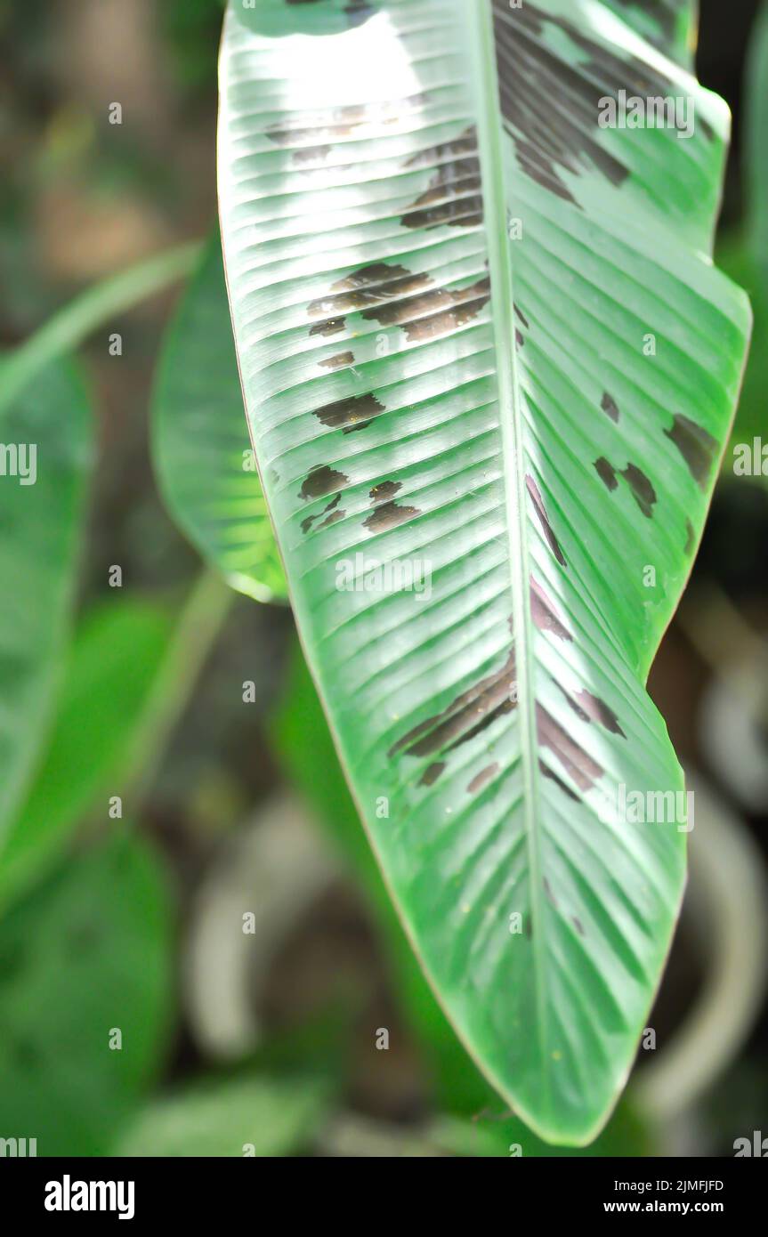 banana plant, blood banana or Musa acuminata or Musa balbisiana or ...