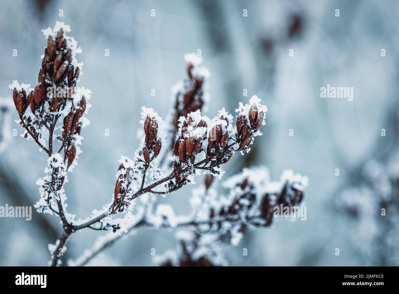 Frozen branch hi-res stock photography and images - Alamy