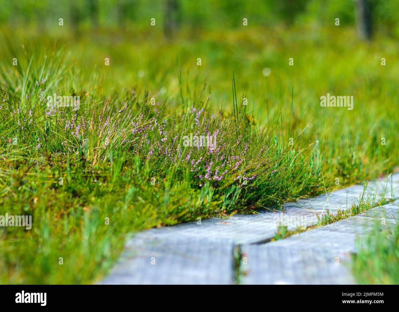 fragment of a wooden boardwalk for a walk through the bog, exploring ...