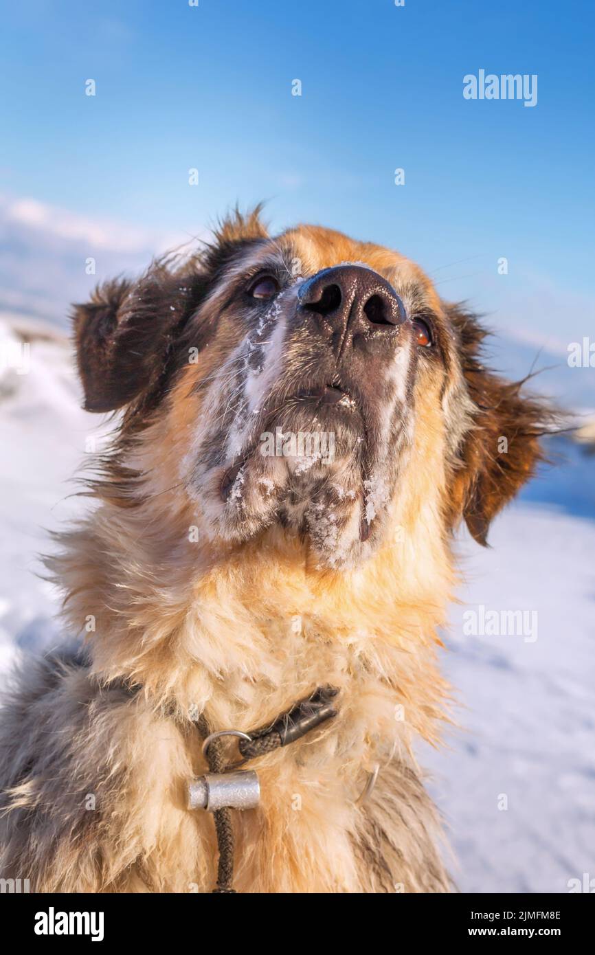 Dog face portrait close-up on blue sky, copy space Stock Photo - Alamy