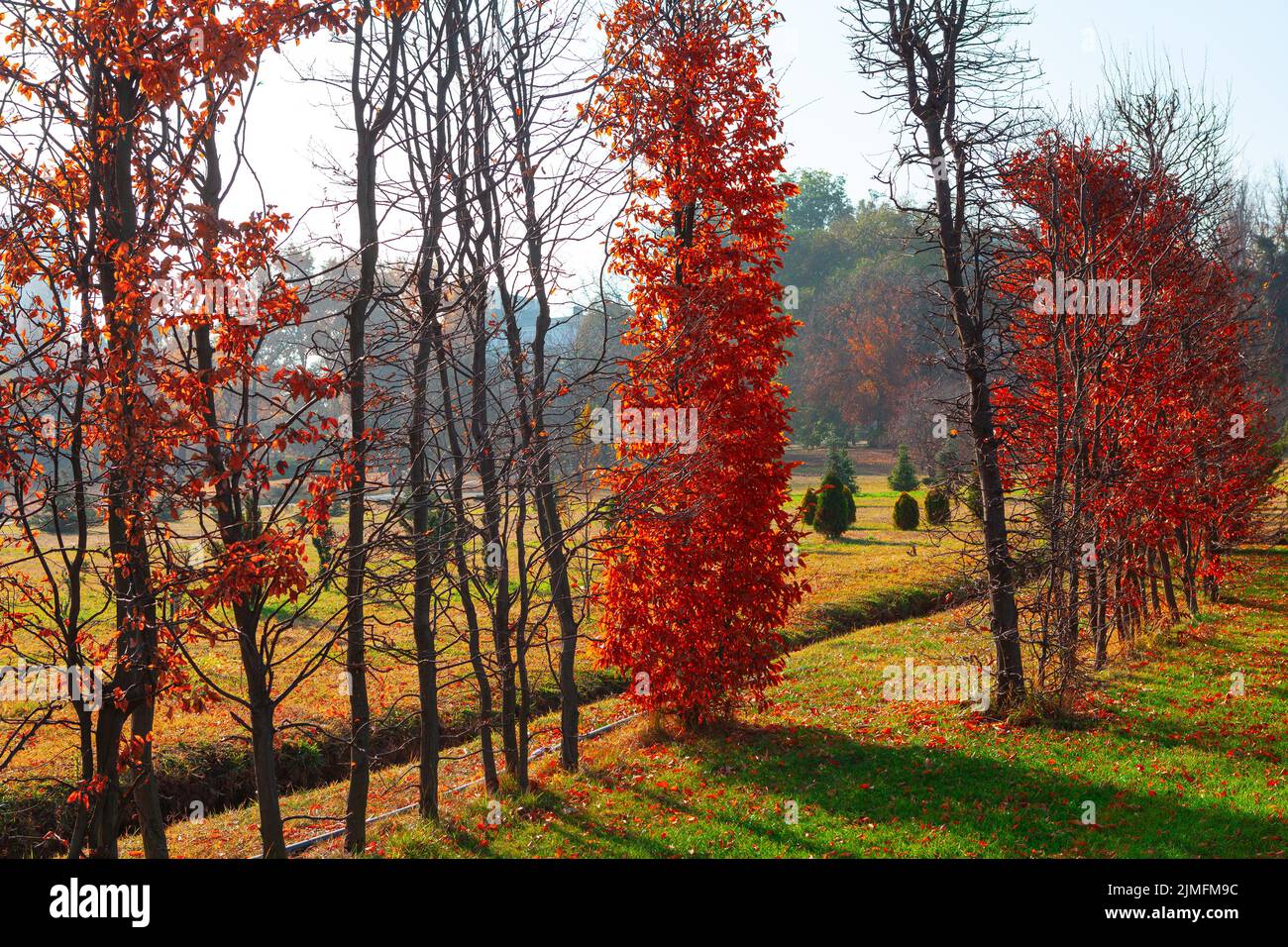 Bushes in autumn park . Shrubs and trees in fall park Stock Photo - Alamy