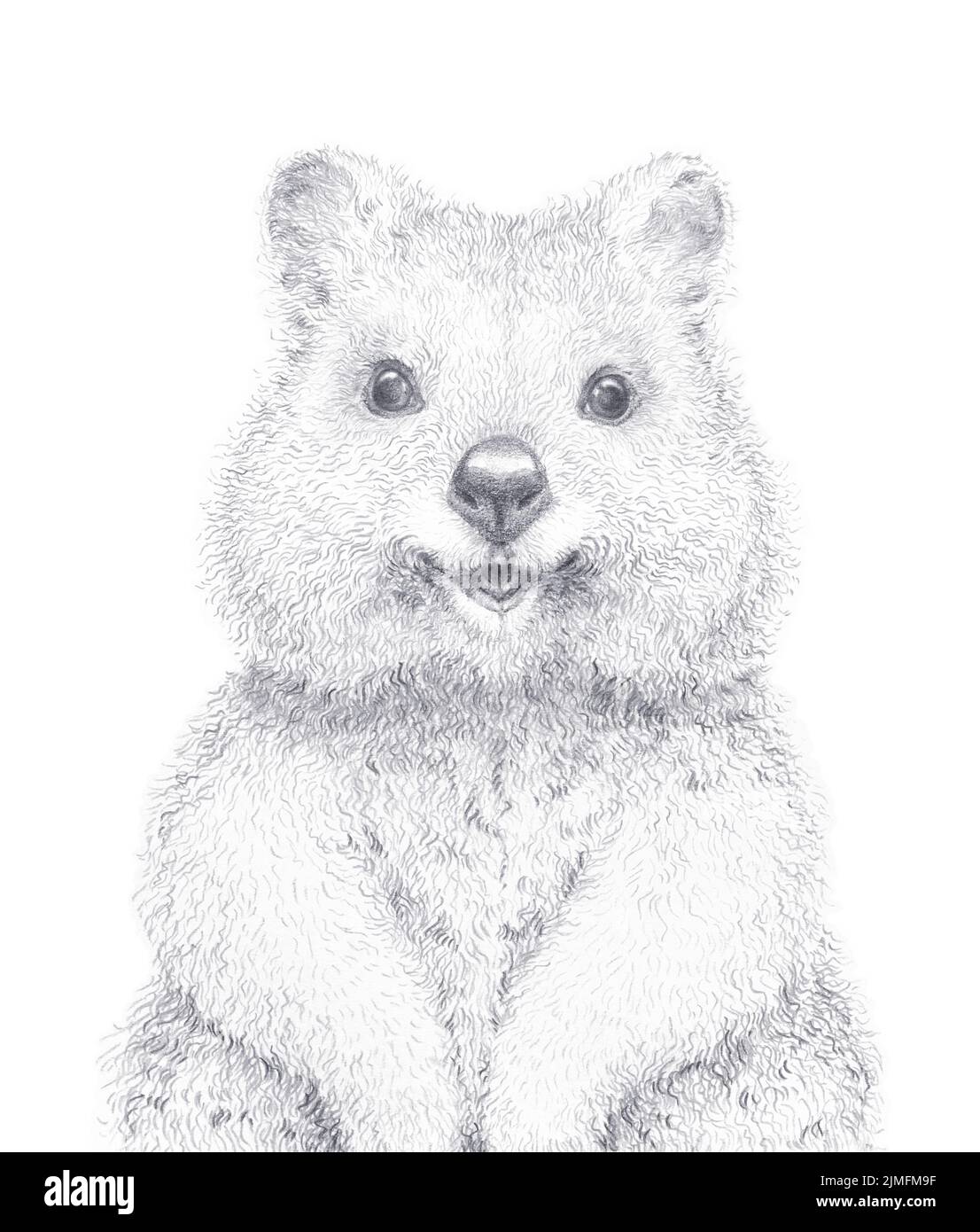 Cute Quokka. Pencil Draw. Nursery Wall Art. Wild animal. White ...