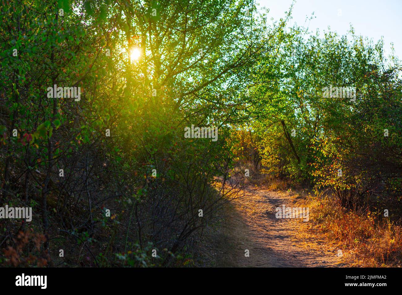 Path in nature . Footpath between trees . Sunlight in branches Stock ...