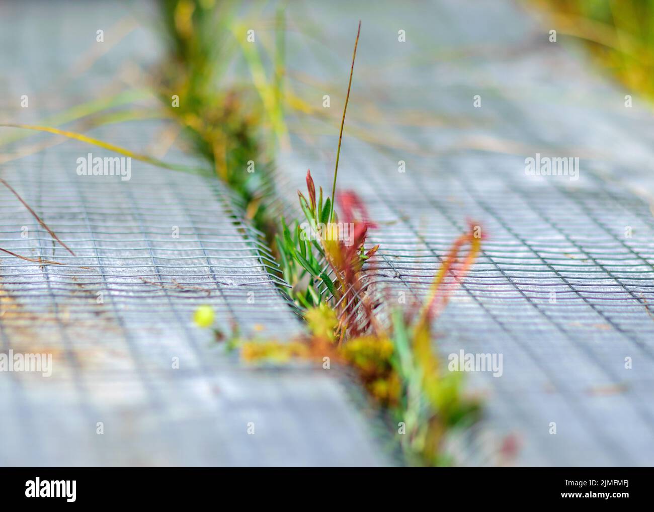 natural wood background with wild swamp plants, naturally formed Stock ...