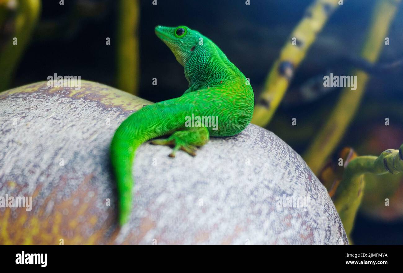 Taggecko, Seychelles giant day gecko (Phelsuma sundbergi) on a Coconut ...