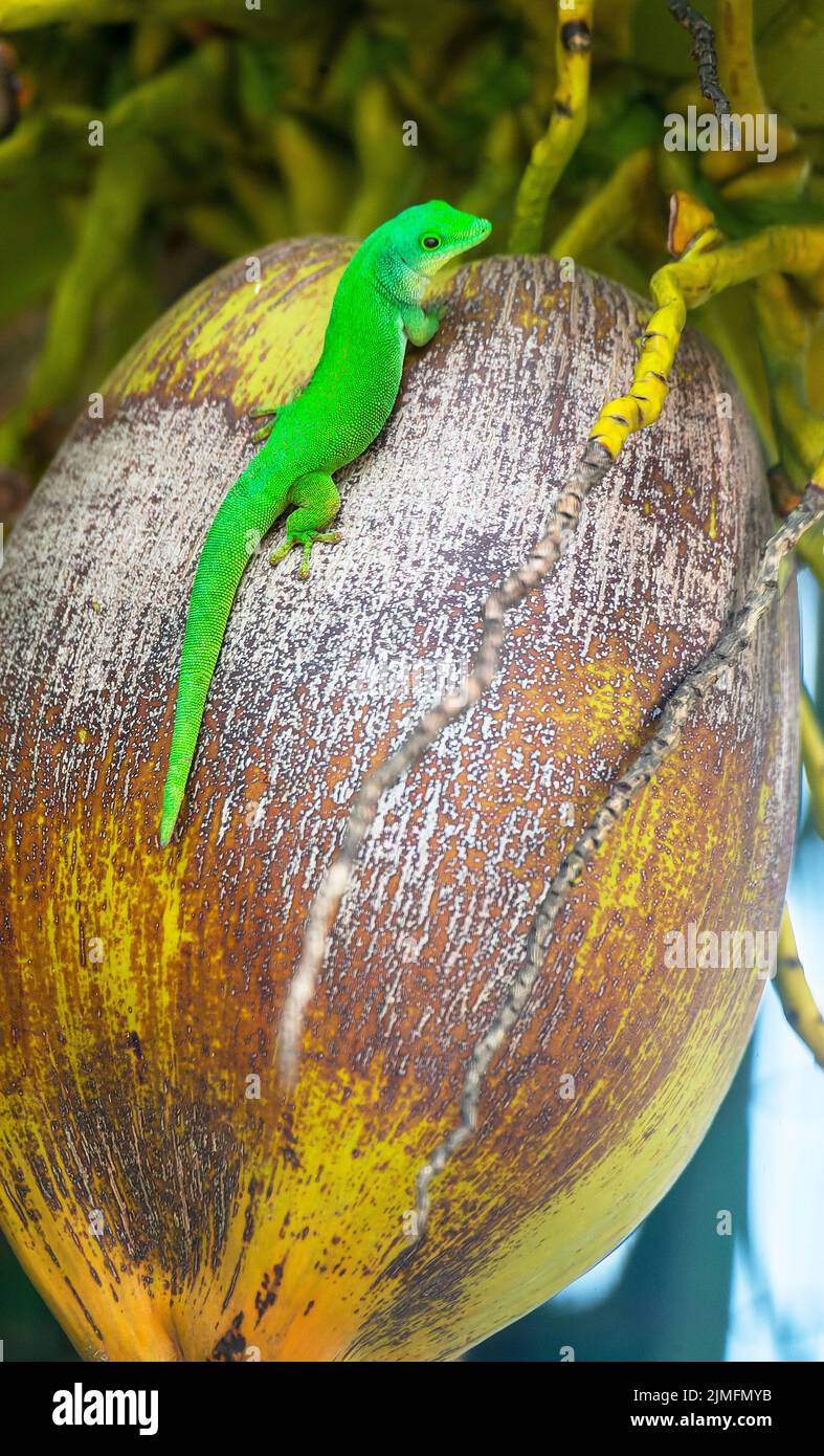 Taggecko, Seychelles giant day gecko (Phelsuma sundbergi) on a Coconut ...