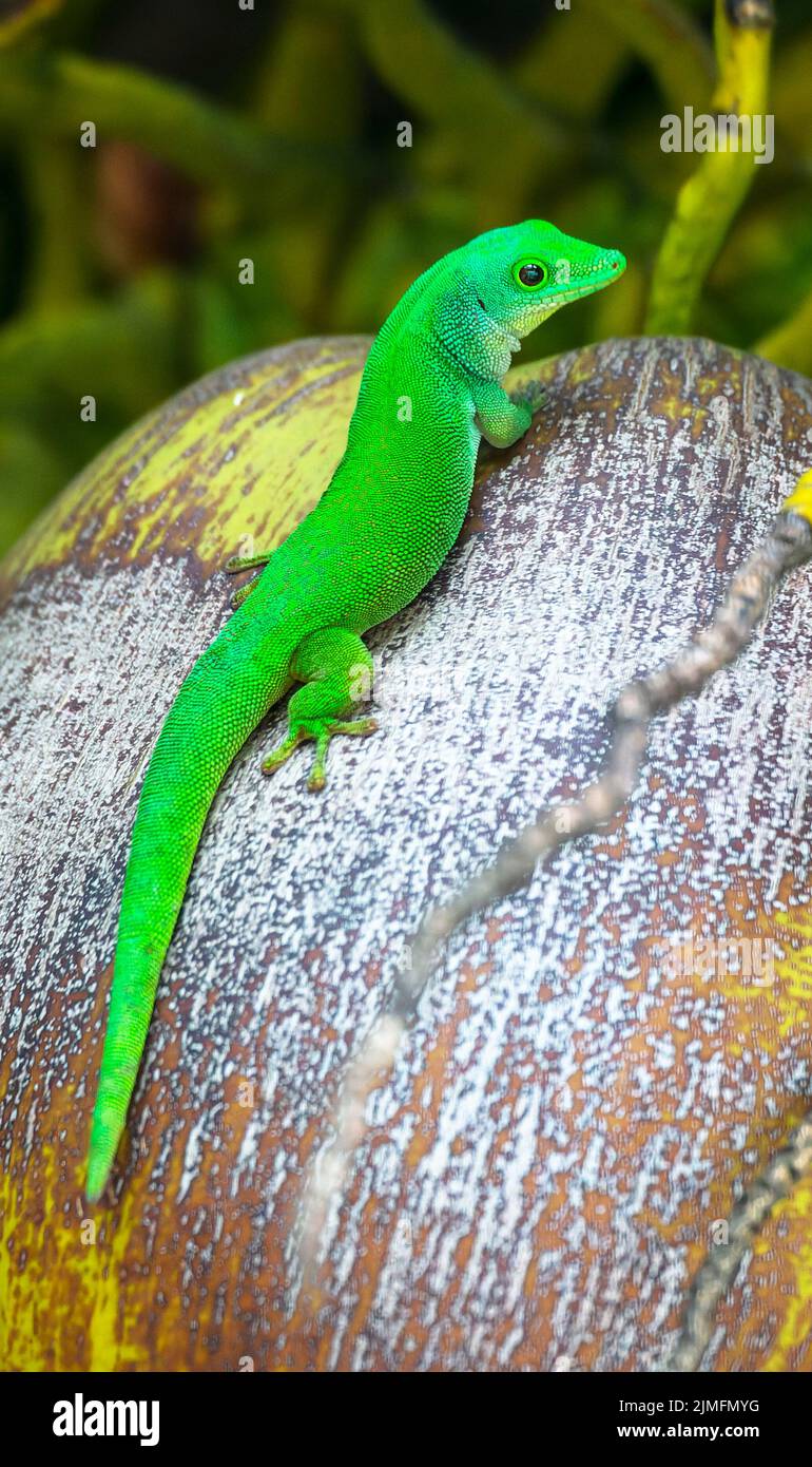 Taggecko, Seychelles giant day gecko (Phelsuma sundbergi) on a Coconut ...