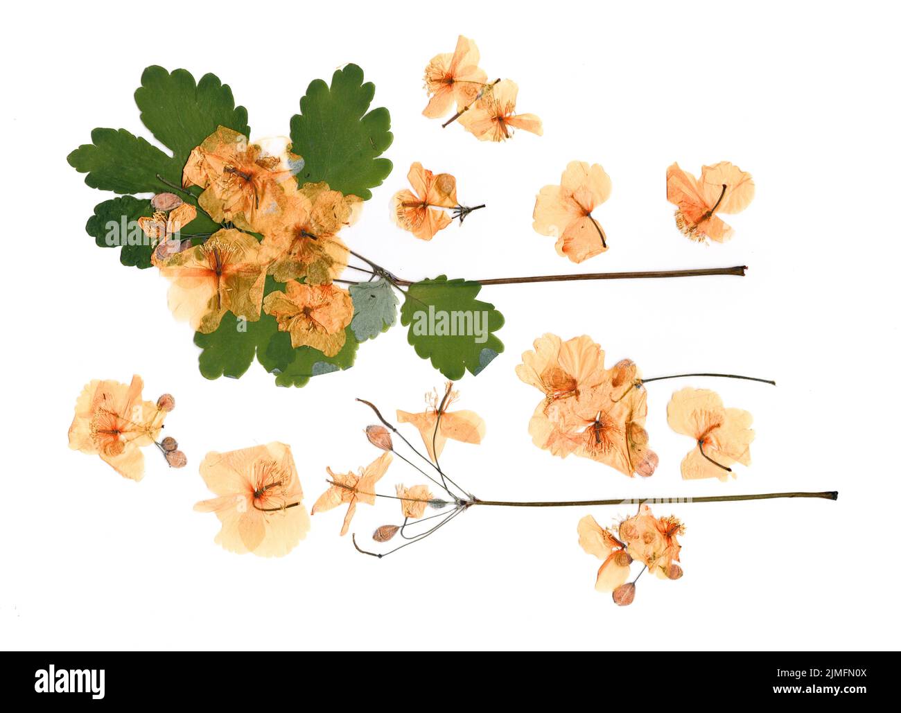 Dried flower bouquet Cut Out Stock Images & Pictures - Alamy