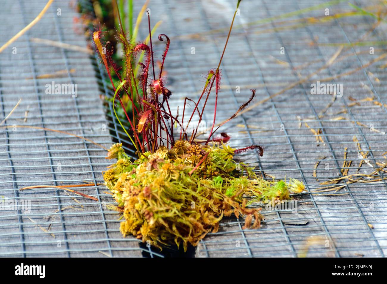 fragment of a wooden boardwalk for a walk through the bog, exploring ...