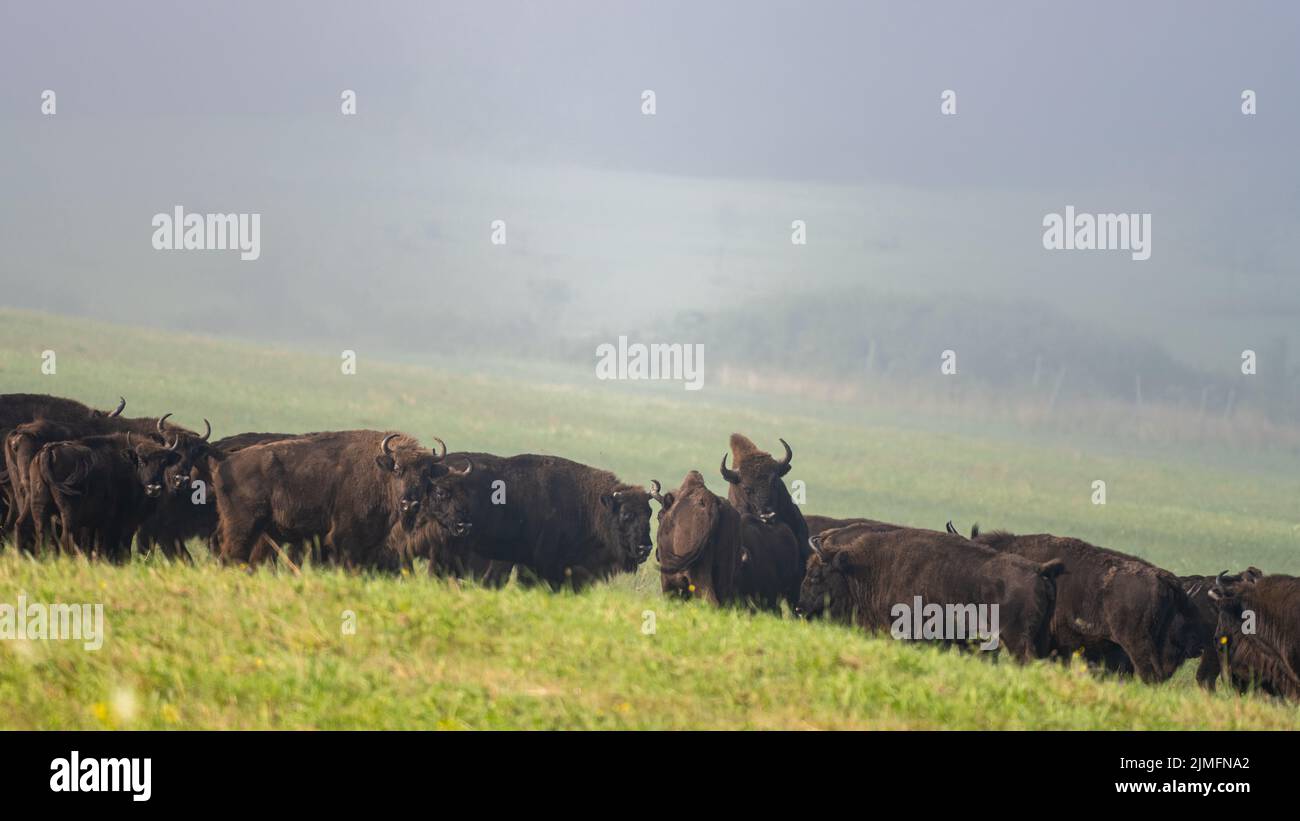 European Bison (Bison bonasus) herd in a meadow. The Bieszczady ...