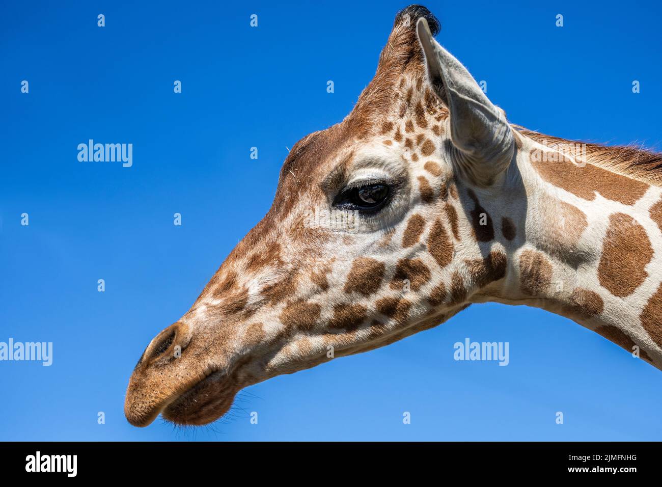 A long slender giraffe in Hemker Park Zoo, Minnesota Stock Photo - Alamy