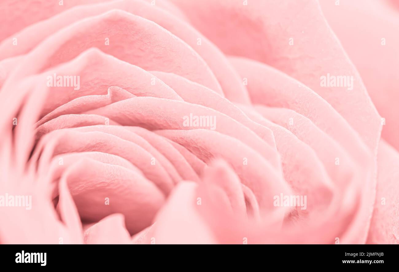 Pale pink rose flower petals. Macro flowers background. Soft focus ...